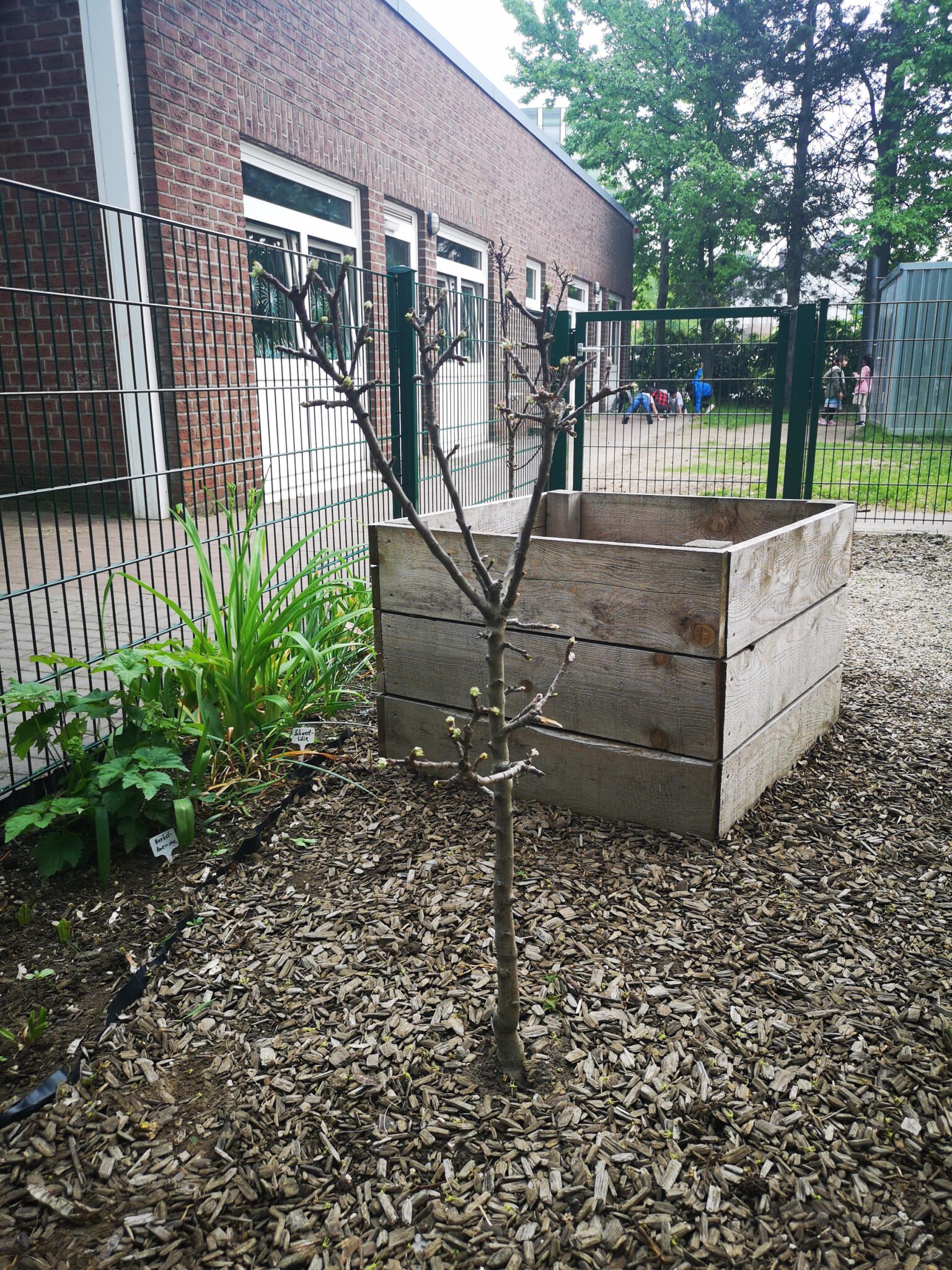Apfelbäumchen für unseren Schulgarten – Brüder-Grimm-Schule